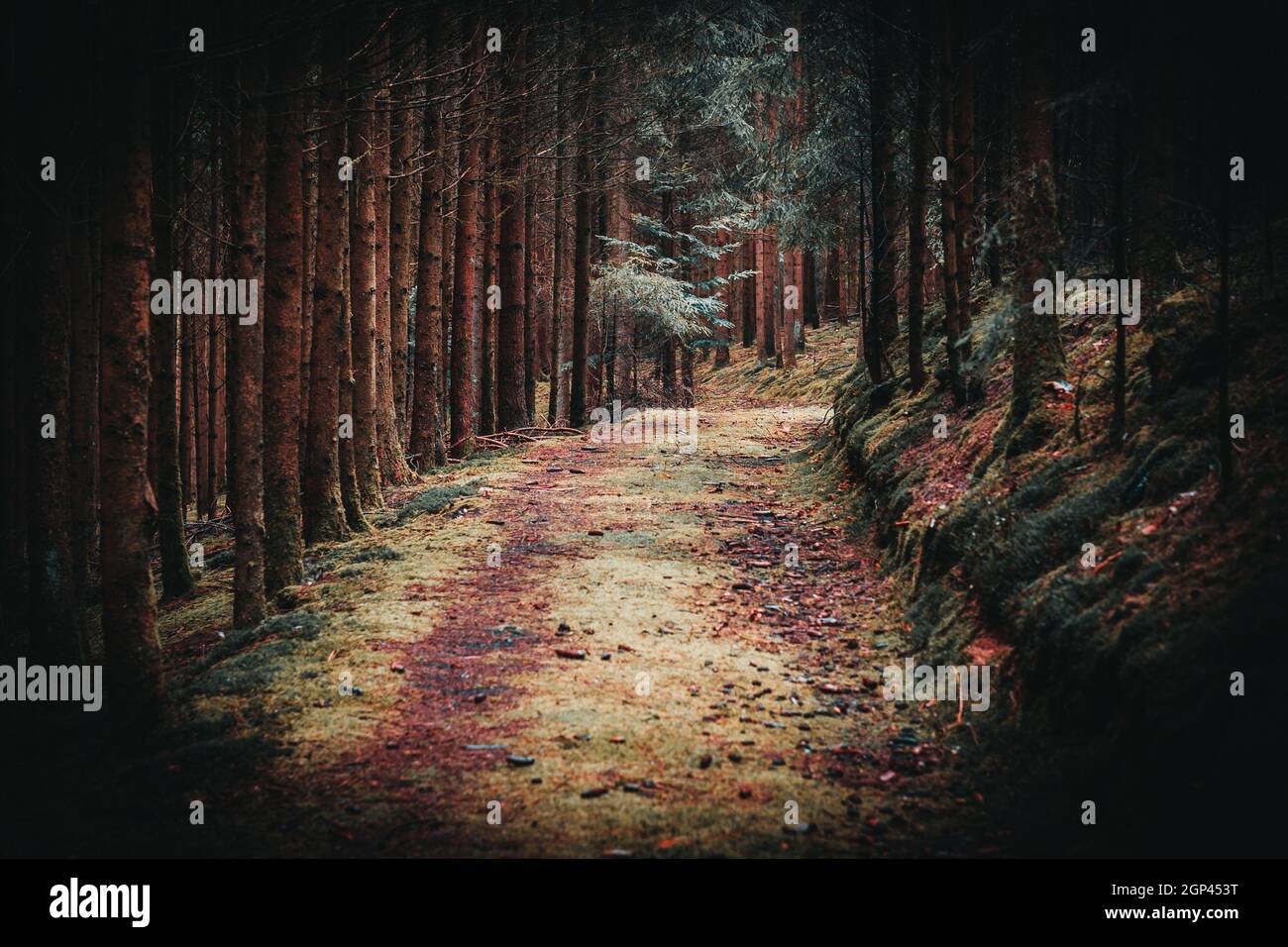 Vertical shot of a scenic view of a way between trees in the forest ...