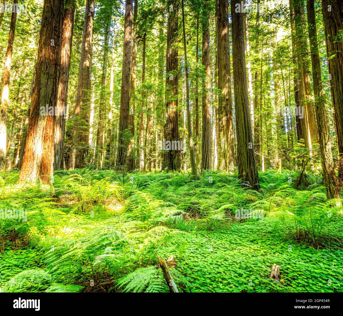 Giant Redwood trees in the Redwood National and State Parks, Avenue of ...