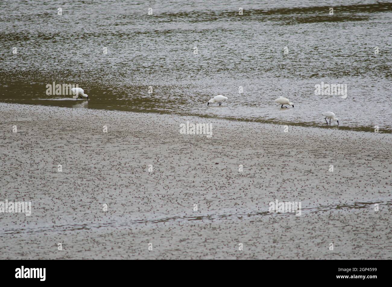 Royal spoonbills Platalea regia searching for food. Taieri River ...