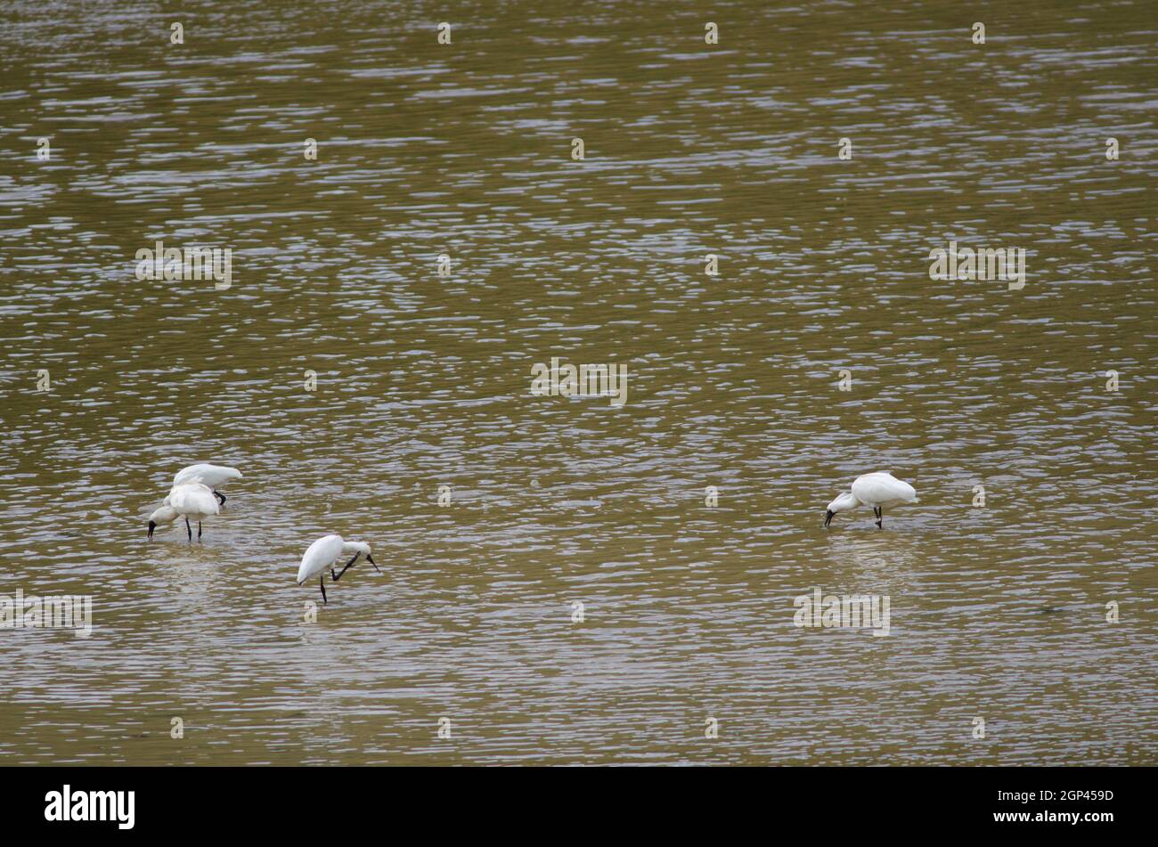 Royal spoonbills Platalea regia. Taieri River. Taieri River Scenic ...