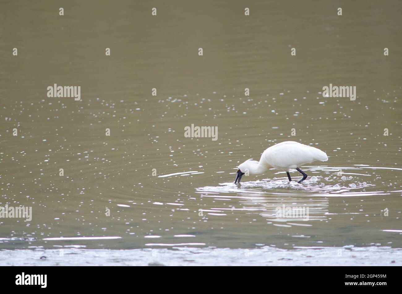 Royal spoonbill Platalea regia searching for food. Taieri River. Taieri ...