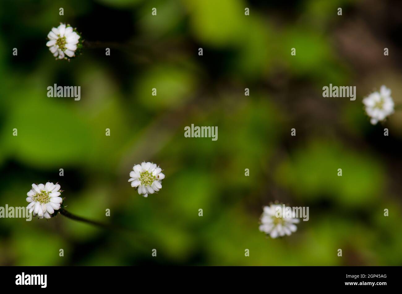 Wild flowers in Taieri River Scenic Reserve. Otago. South Island. New ...