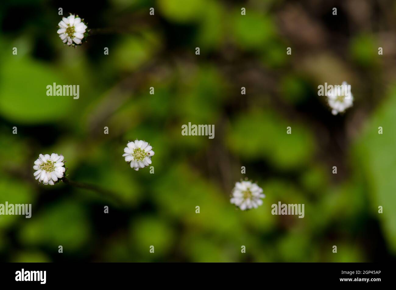 Wild flowers in Taieri River Scenic Reserve. Otago. South Island. New ...