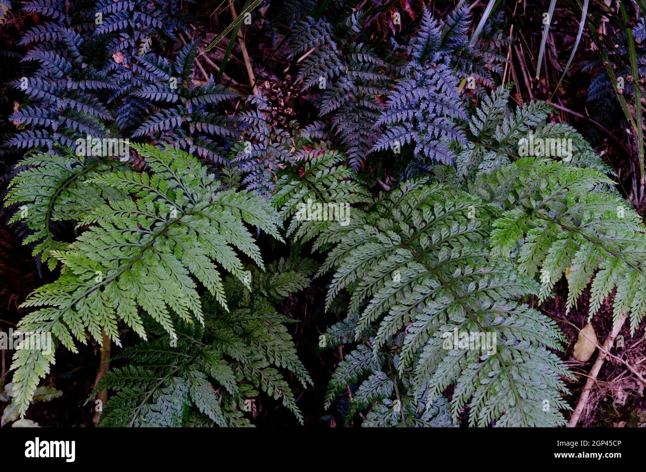 Ferns in Taieri River Scenic Reserve. Otago. South Island. New Zealand ...