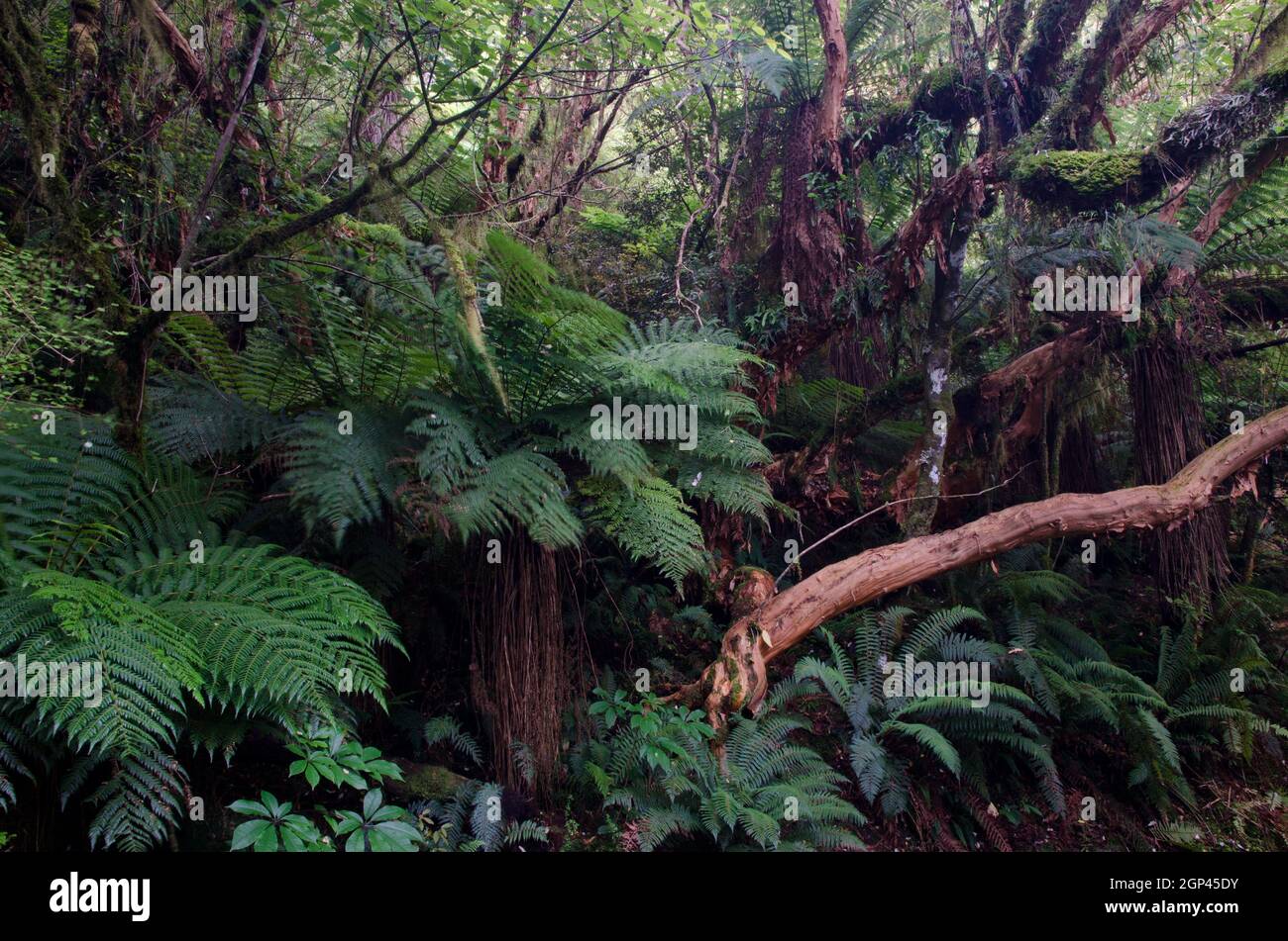 Dicksonia fibrosa tree fern hi-res stock photography and images - Alamy