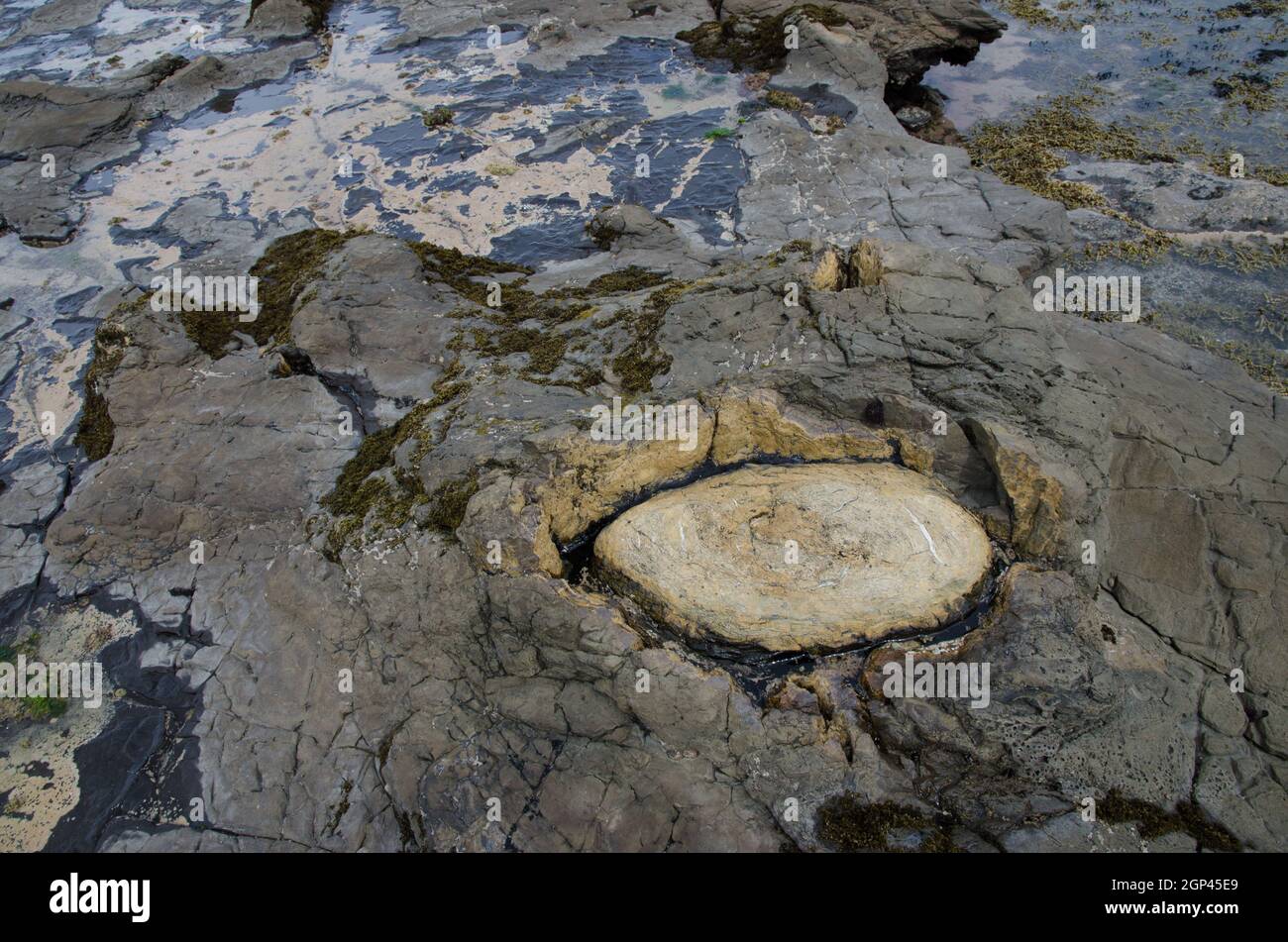Fossilized tree in Curio Bay. The Catlins. Southland. South Island. New ...