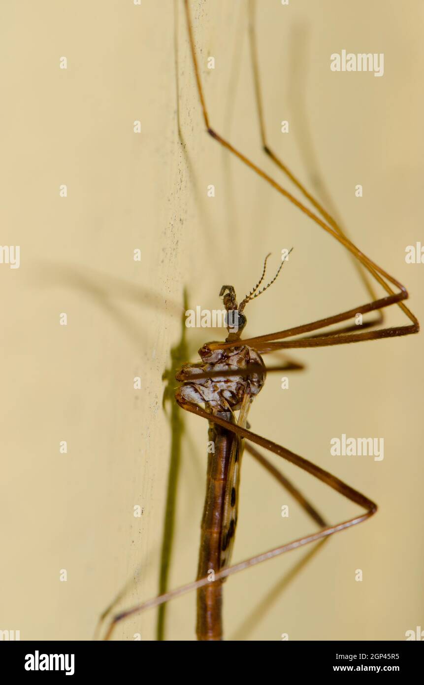 Crane fly on wall hi-res stock photography and images - Alamy
