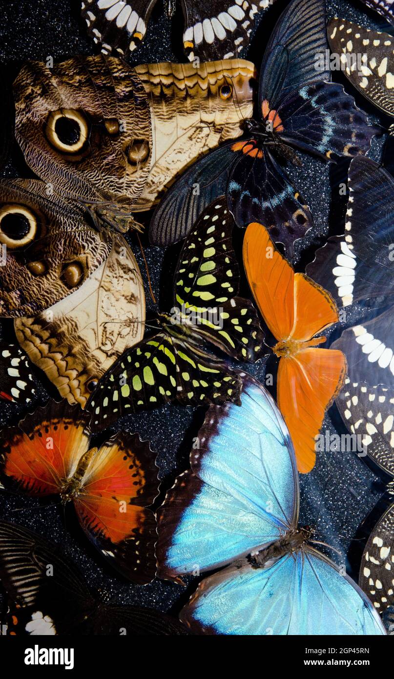 Butterflies collection in Dunedin airport. Dunedin. Otago. South Island ...