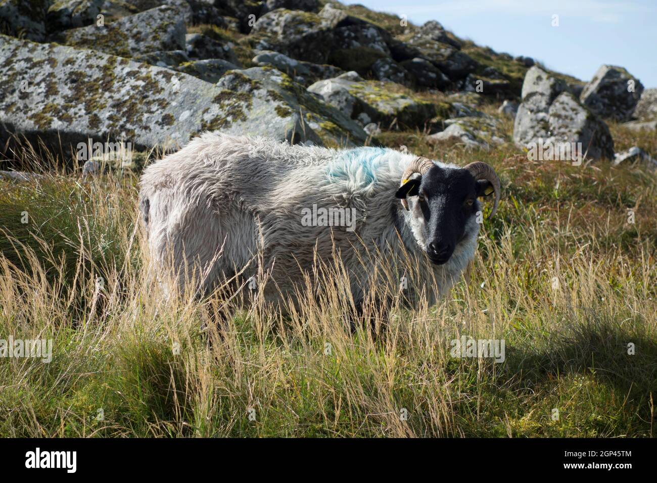 Ireland farm animals hi-res stock photography and images - Alamy