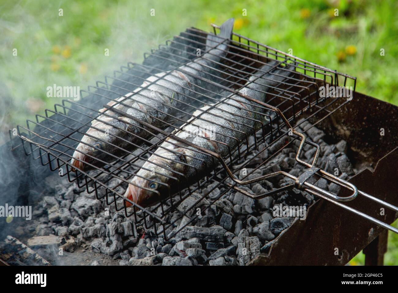 Two whole sea bass fish in a barbecue net are cooked on a charcoal ...