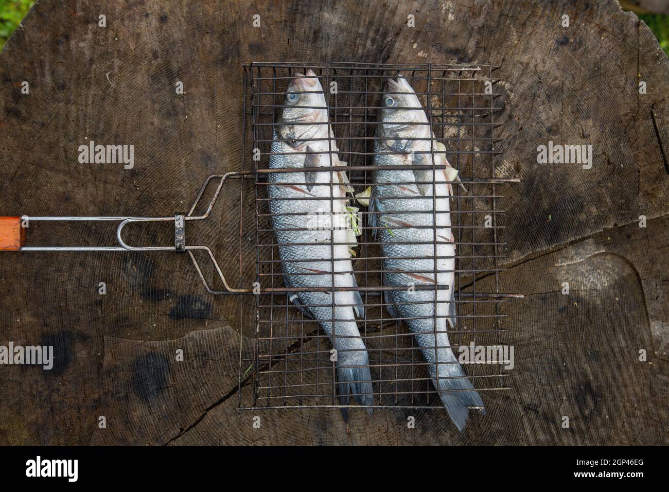 Two whole sea bass fish in a barbecue net, marinated for the grill ...