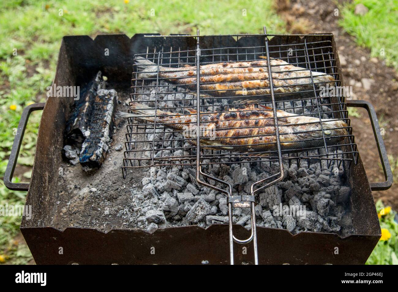 Two whole sea bass fish in a barbecue net are cooked on a charcoal ...