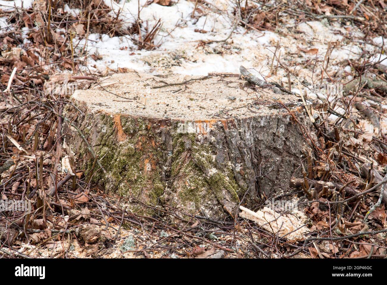Recently sawed tree stump protrudes above the ground Stock Photo - Alamy
