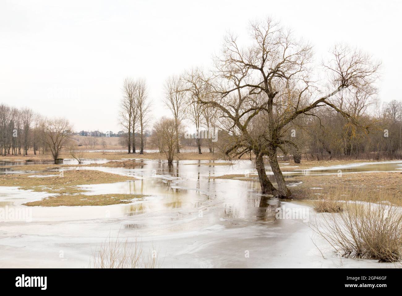 Trees standing in water during a spring flood Stock Photo - Alamy