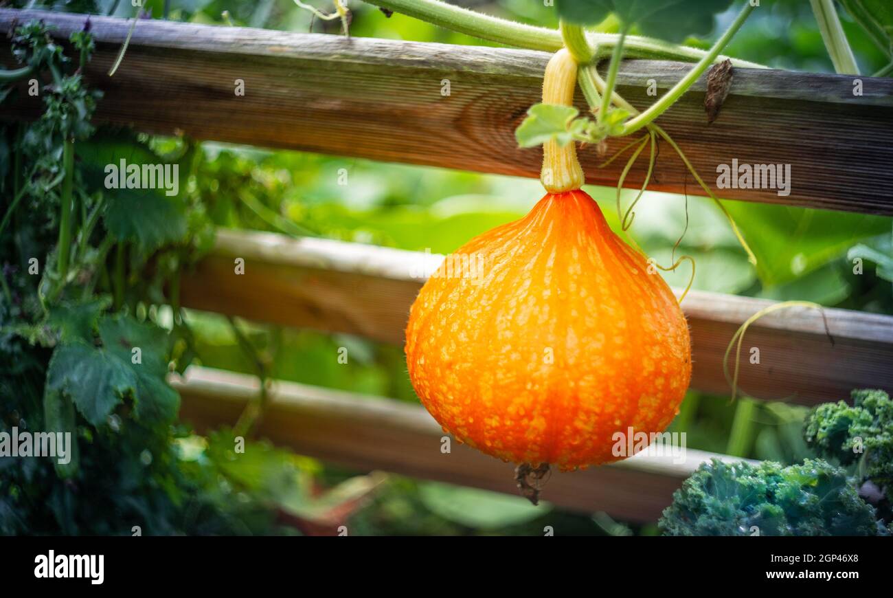 Squash growing in the garden hi-res stock photography and images - Alamy