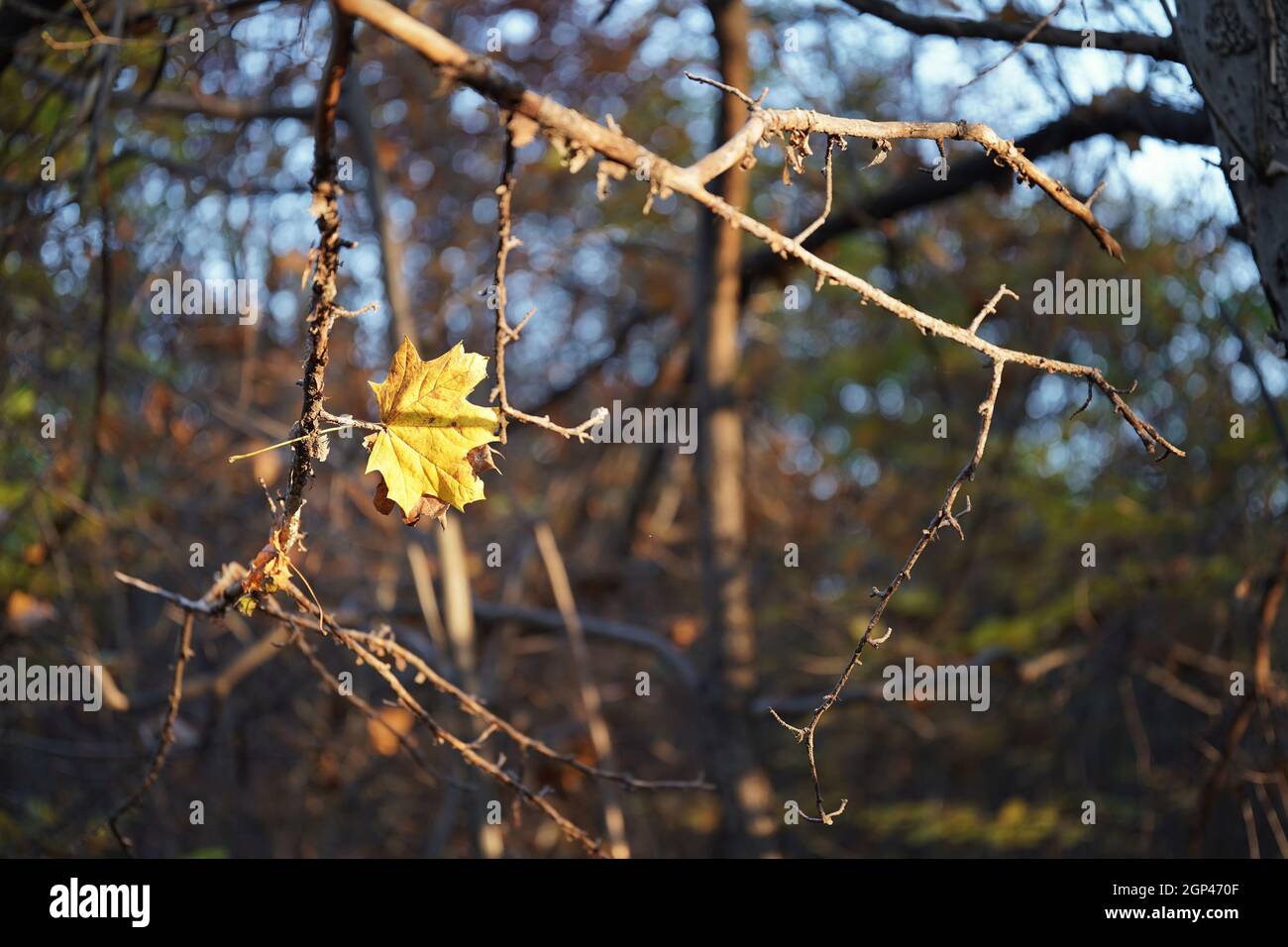 November in the forest, maple leaf falling to the ground stopped on the ...