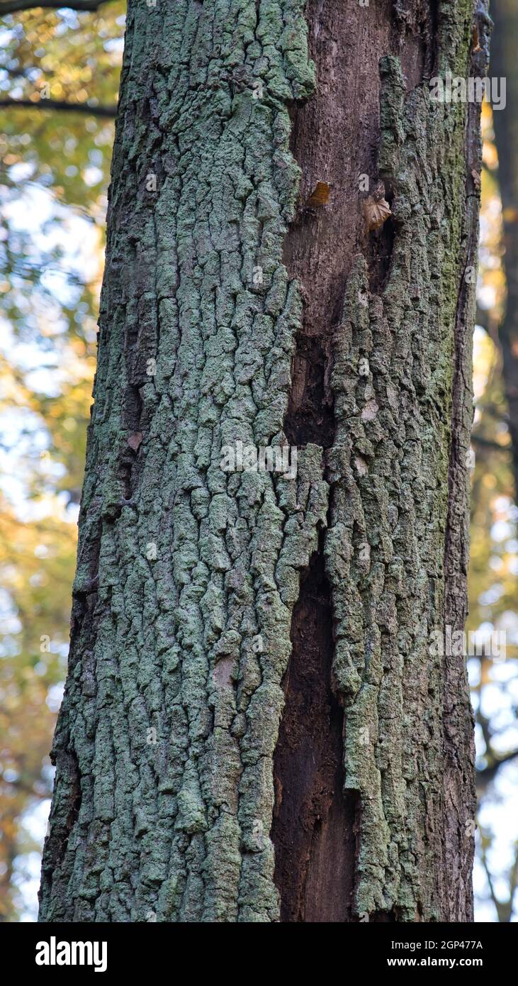 A November morning in the forest, the trunk of an old oak with the bark ...