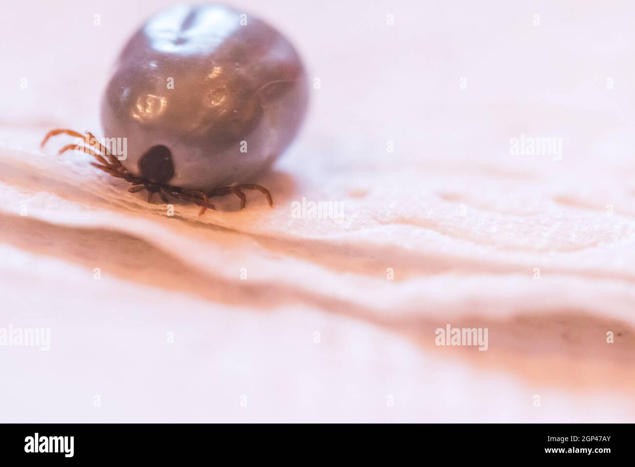 Close up of fully blood filled tick Stock Photo - Alamy