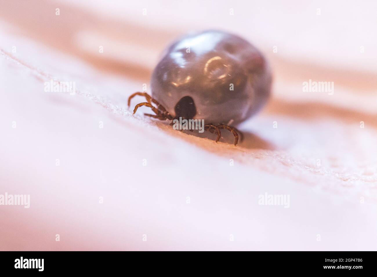 Close up of fully blood filled tick Stock Photo - Alamy