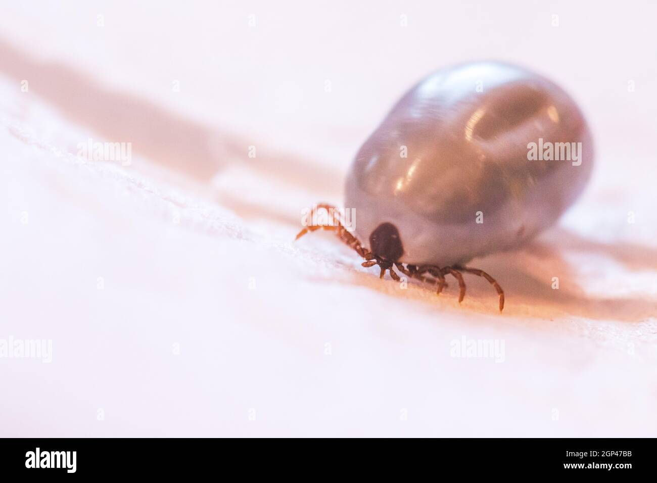 Close up of fully blood filled tick Stock Photo - Alamy