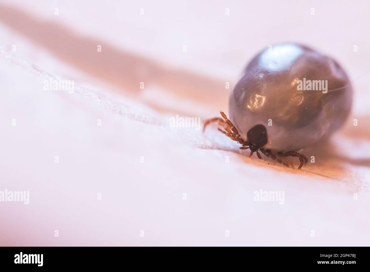 Close up of fully blood filled tick Stock Photo - Alamy