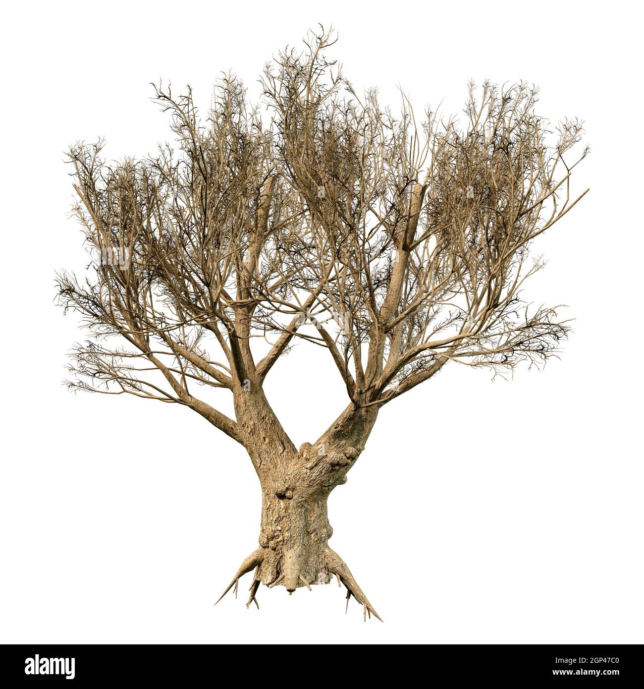 3D rendering of an olive tree or Olea europaea isolated on white ...
