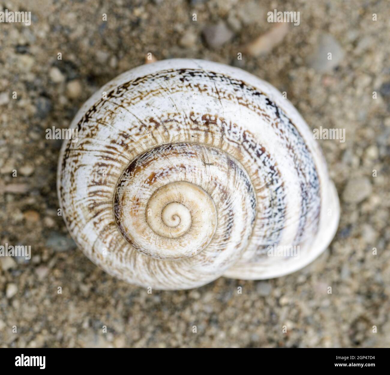 Milk Snail in summer aestivation. Palo Alto Baylands, Santa Clara ...