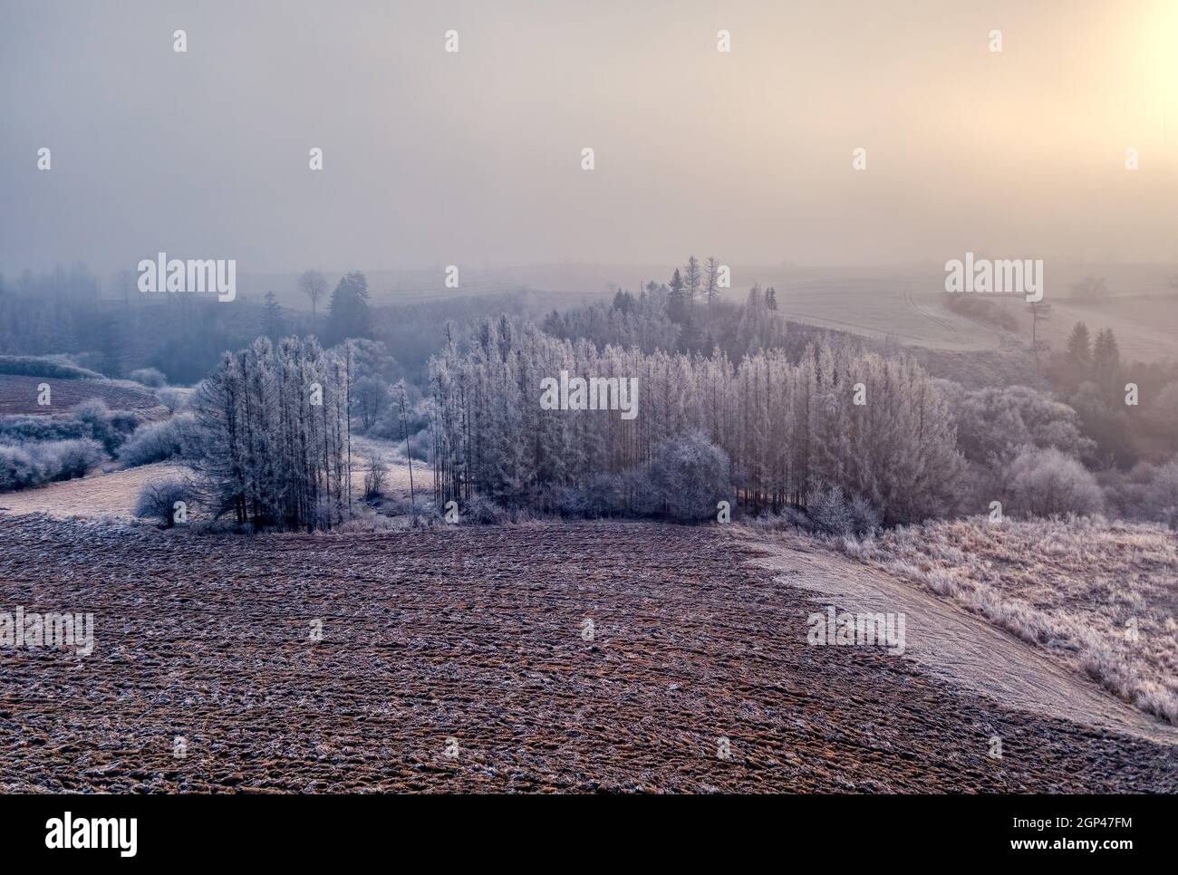Winter misty and foggy country landscape with a tree silhouette on a ...