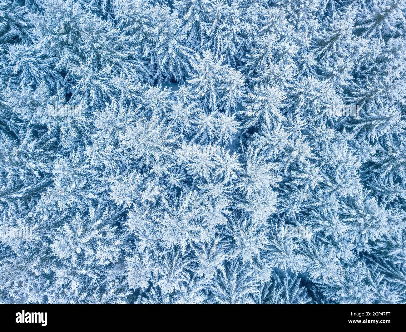 Aerial top down view of beautiful winter forest treetops. Spruce frosty ...