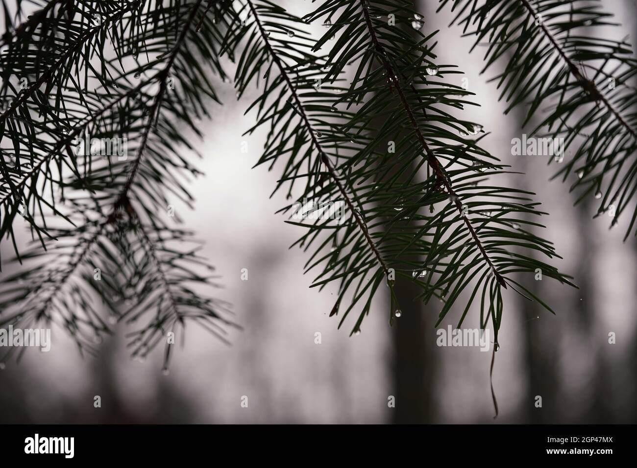 End of November in the forest, drops on spruce needles, beginning of ...