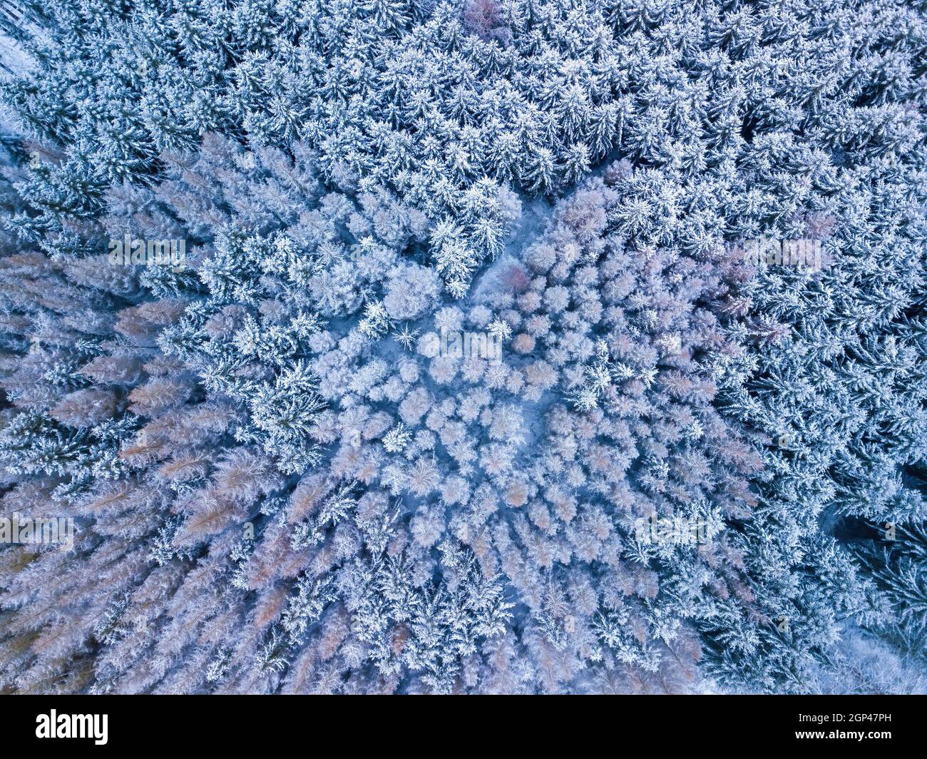 Aerial top down view of beautiful winter forest treetops. Spruce frosty ...