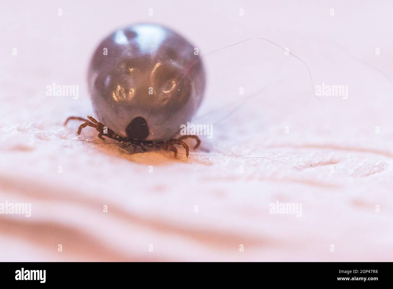 Blood filled tick hi-res stock photography and images - Alamy