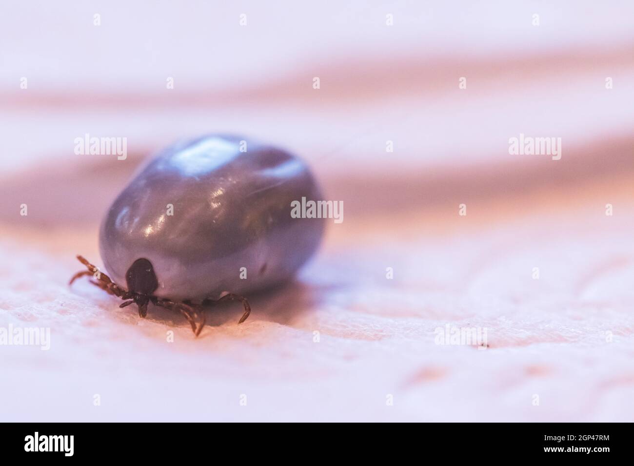 Close up of fully blood filled tick Stock Photo - Alamy