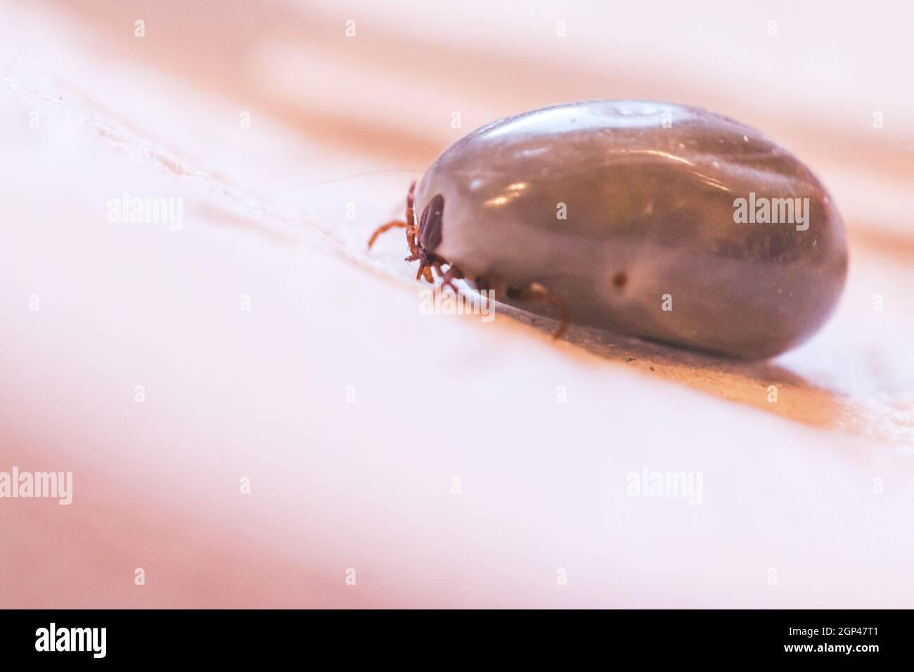 Blood filled tick hi-res stock photography and images - Alamy