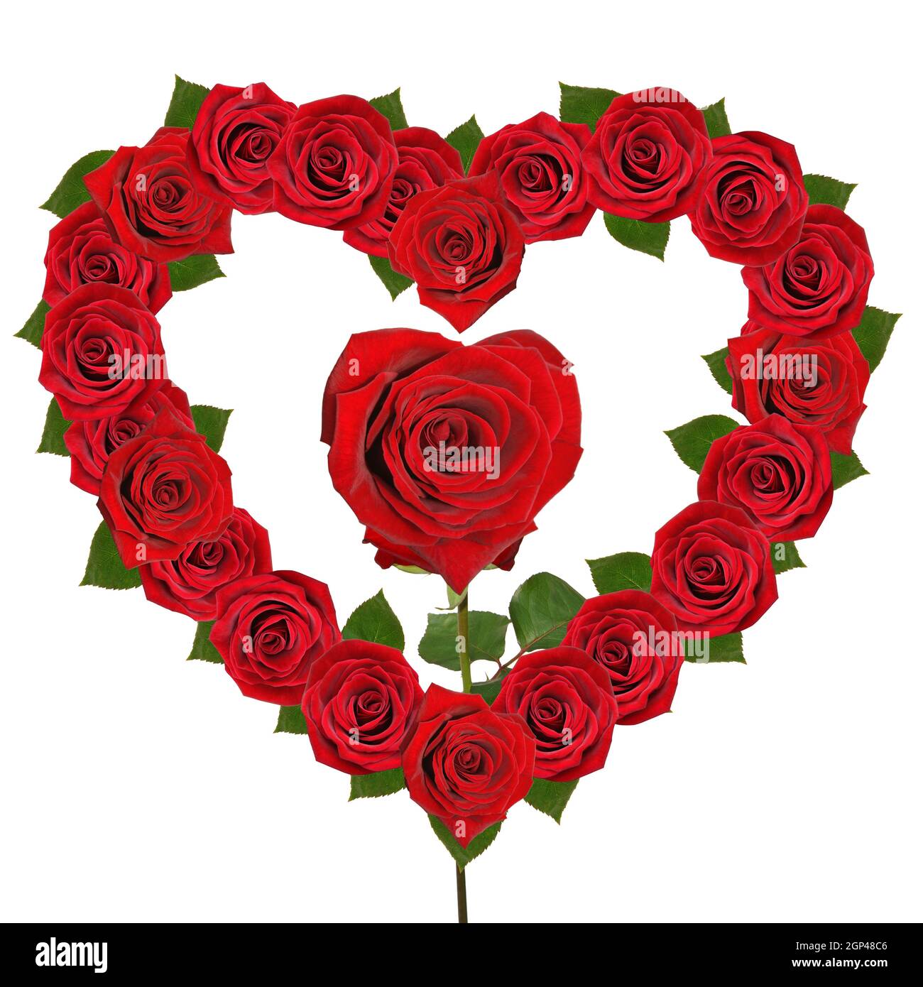 Natural rose from botanical garden Stock Photo - Alamy