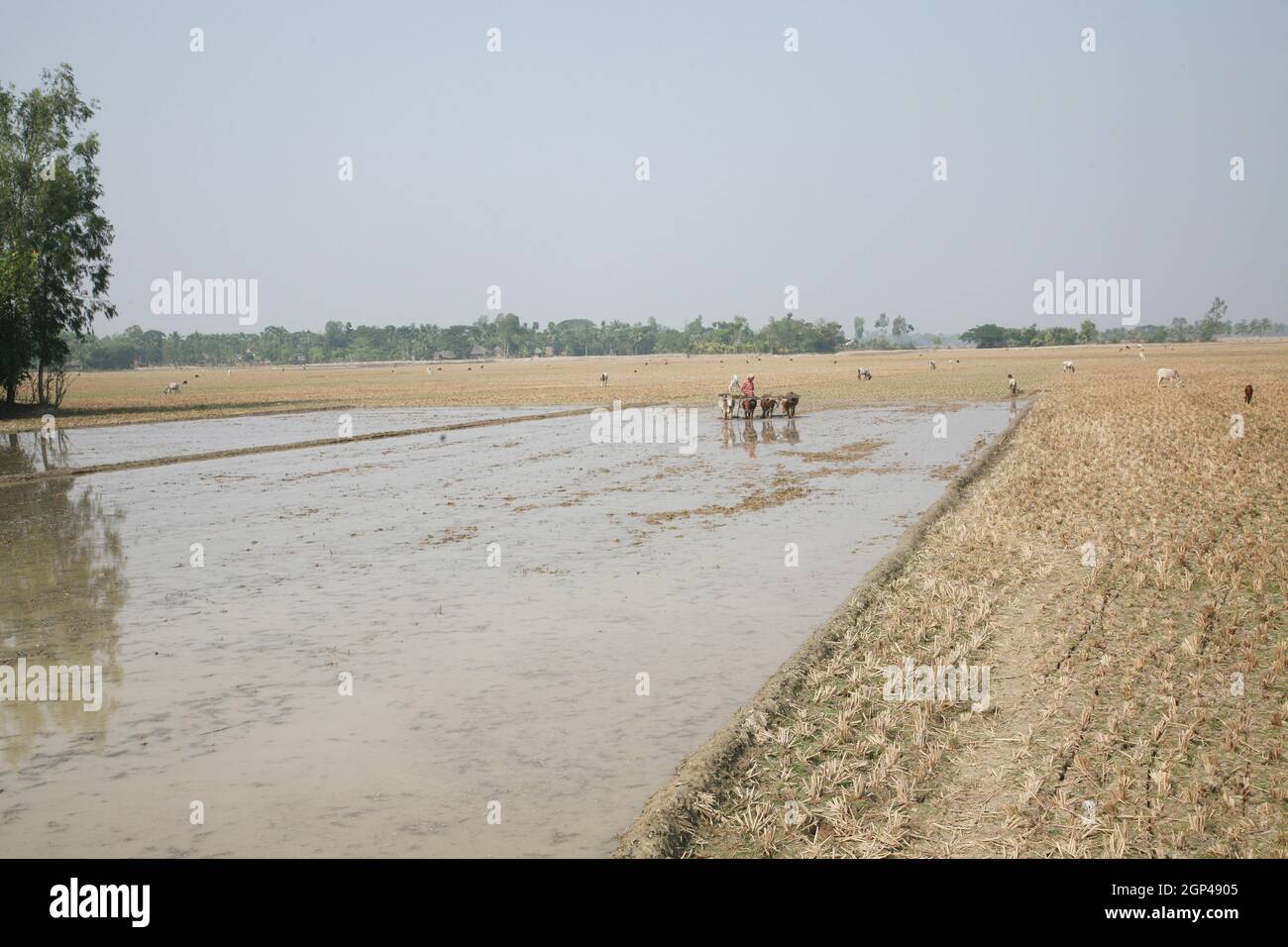 Farmers plowing agricultural field in traditional way where a plow is ...