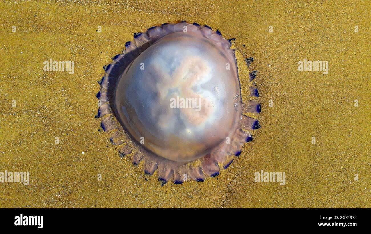 Top view jellyfish hi-res stock photography and images - Alamy