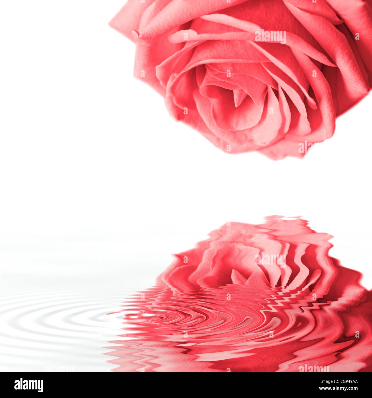 Natural rose from botanical garden Stock Photo - Alamy