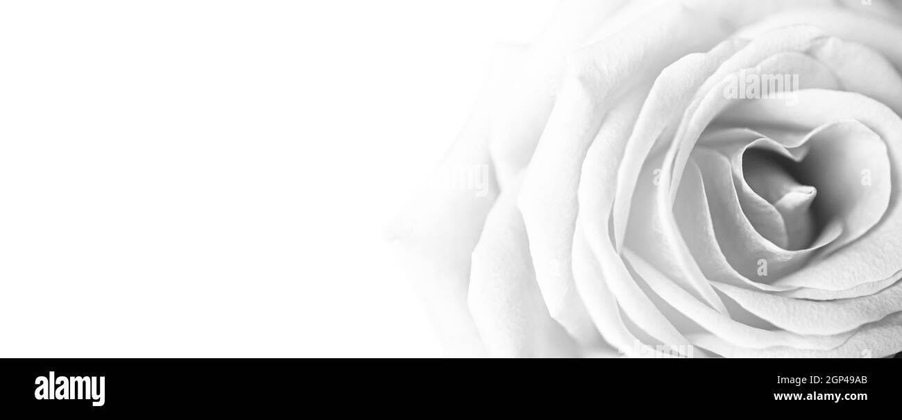 Natural rose from botanical garden Stock Photo - Alamy