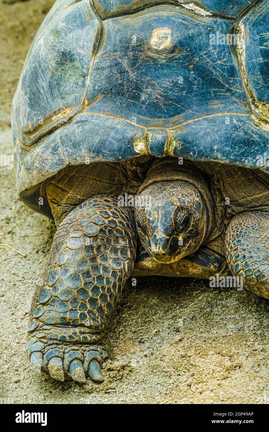 Tortoise relaxing on the beach. Shooting Location: Singapore Stock ...