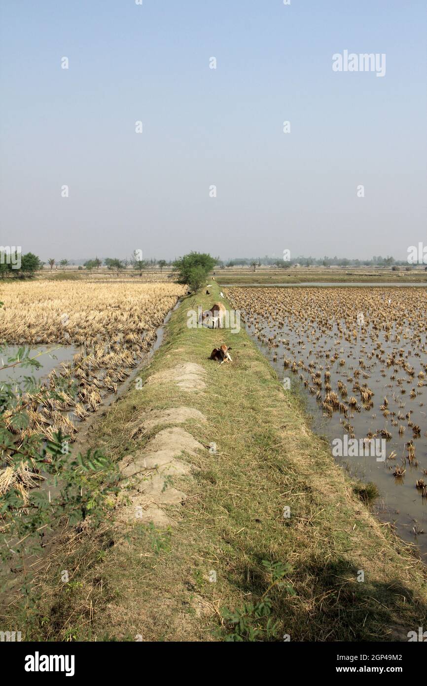 Cows grazing in the rice fields in Sundarbans, West Bengal, India Stock ...
