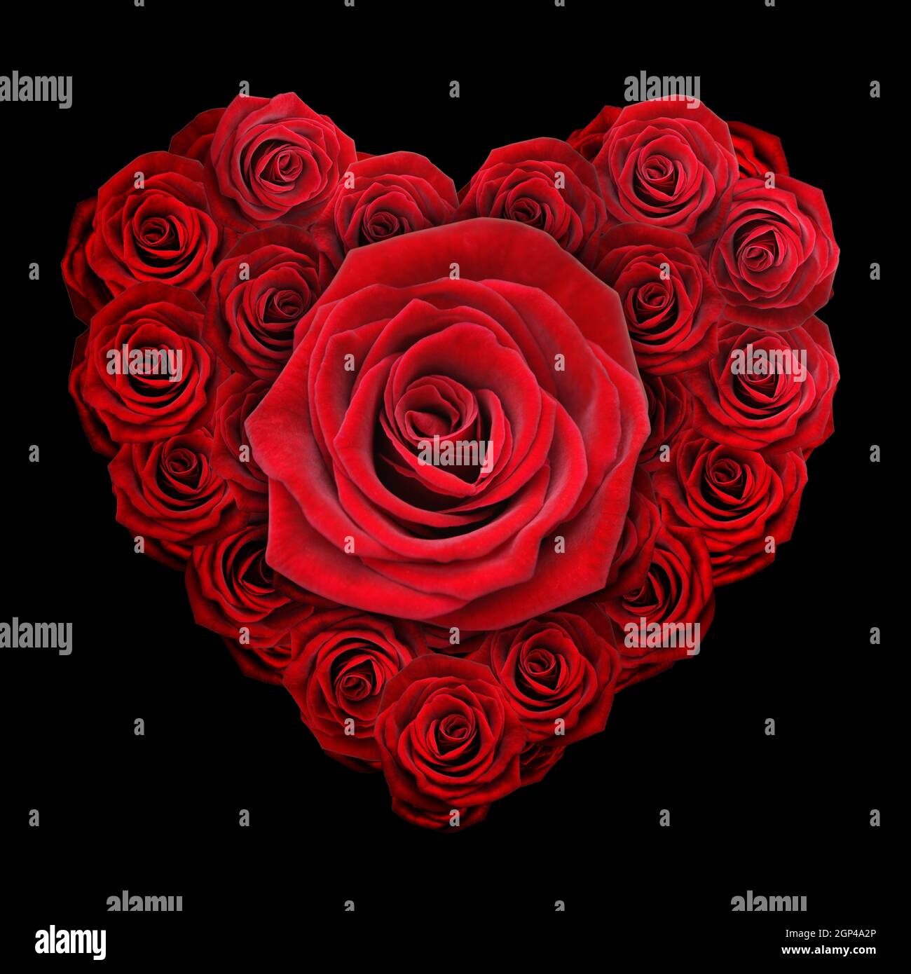 Natural rose from botanical garden Stock Photo - Alamy