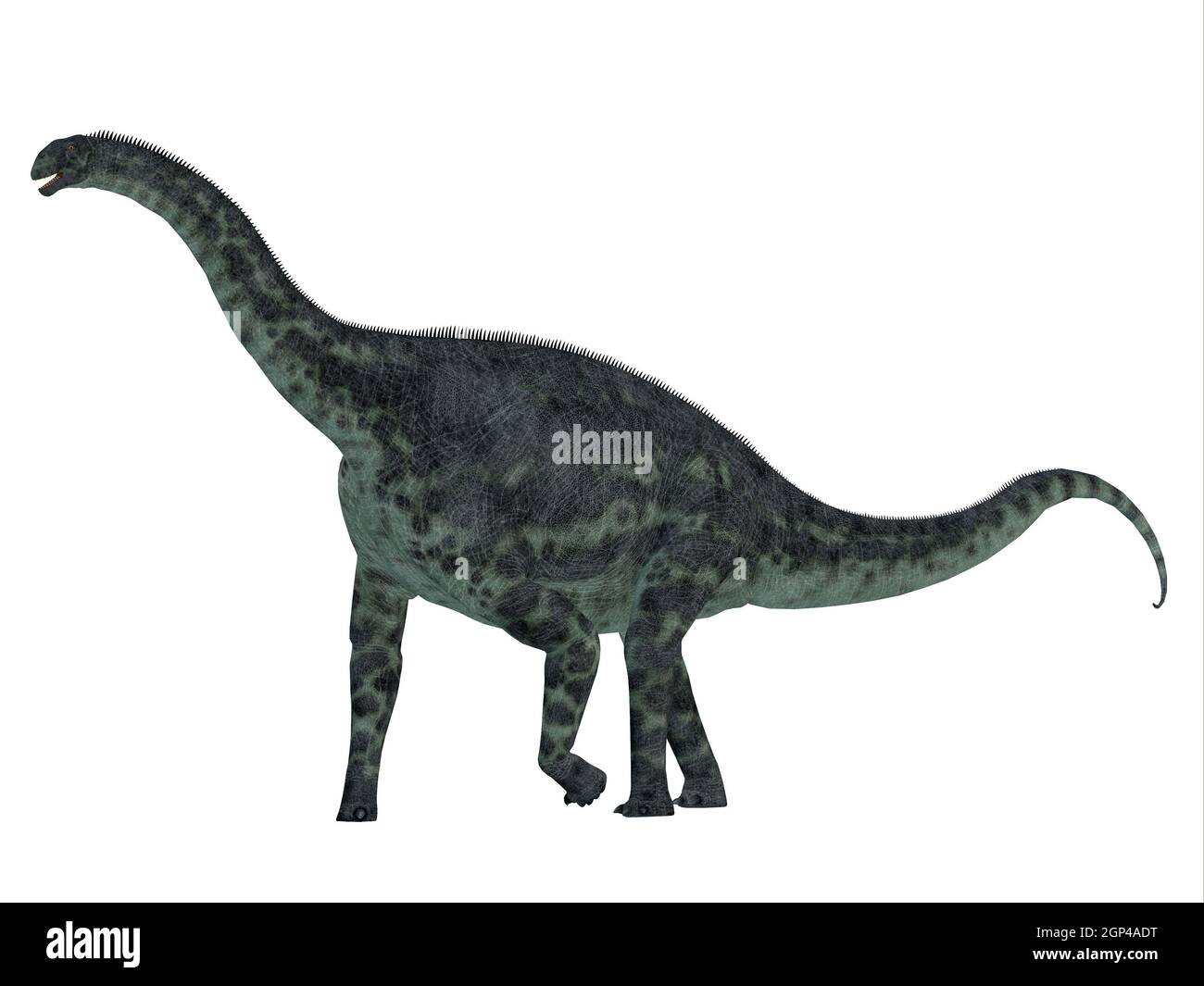 Cetiosaurus was a herbivorous sauropod dinosaur that lived in Morocco ...