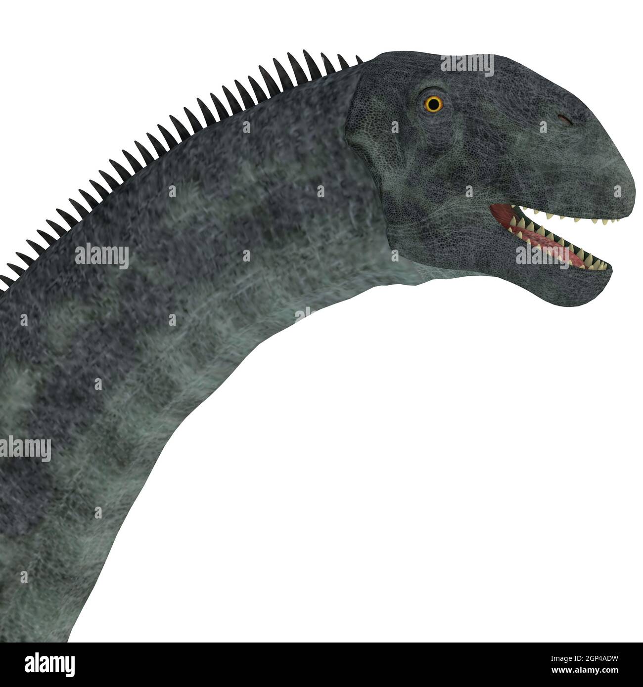 Cetiosaurus was a herbivorous sauropod dinosaur that lived in Morocco ...