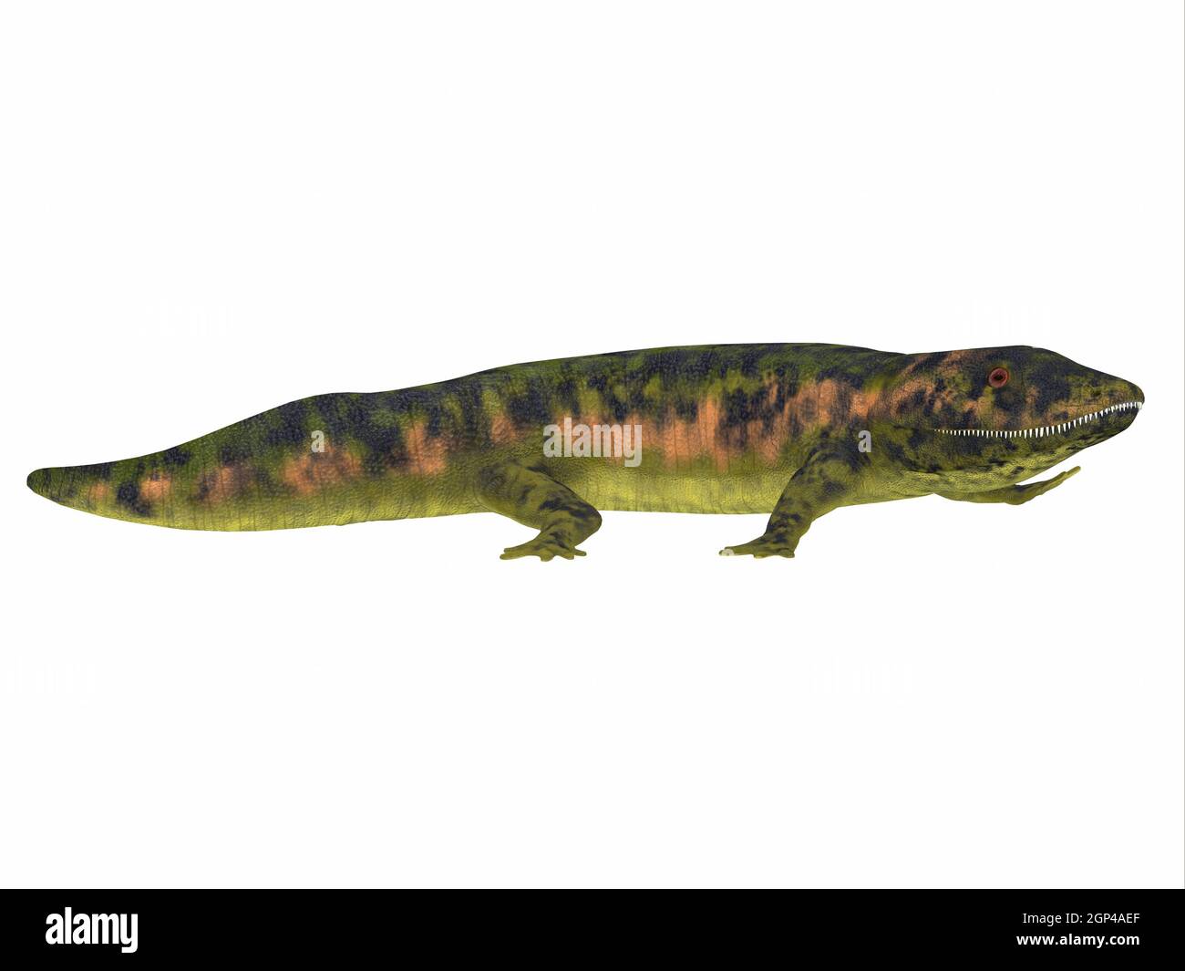 Dendrerpeton was an extinct genus of amphibious carnivore from the ...
