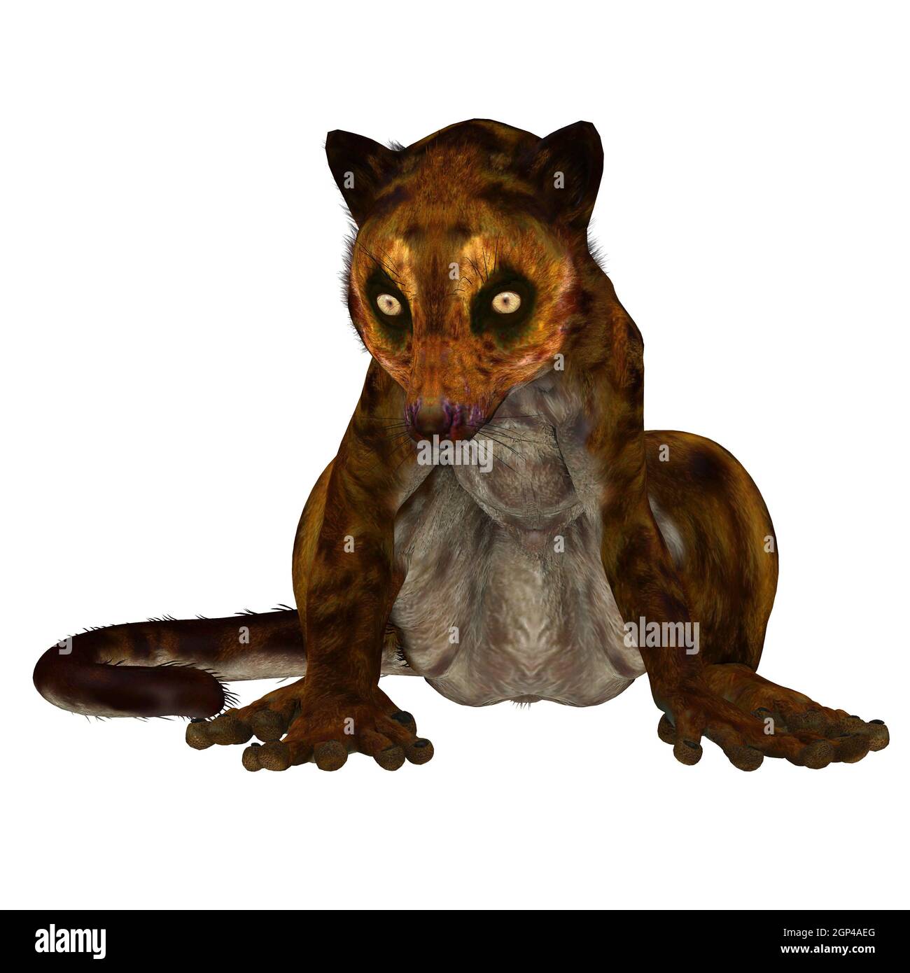 Masillae Cut Out Stock Images & Pictures - Alamy