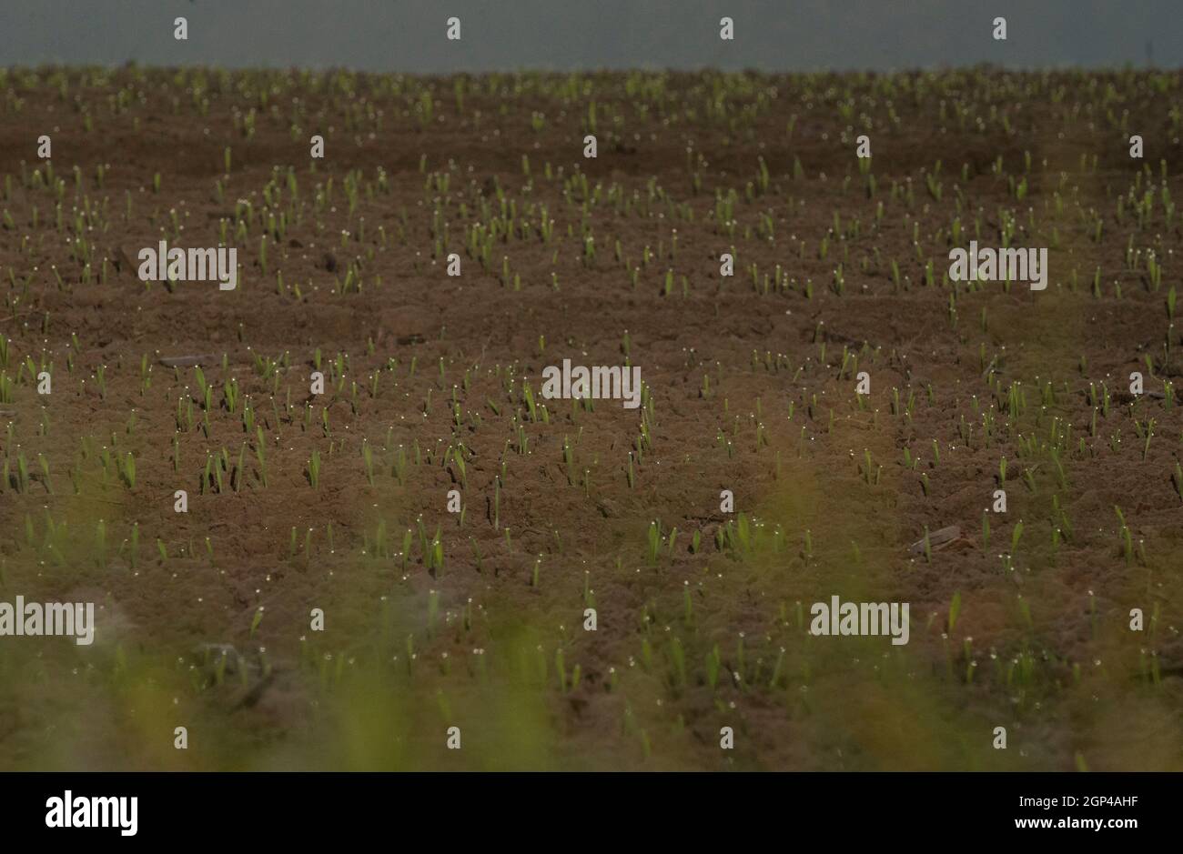 Seedbed preparation on field hi-res stock photography and images - Alamy