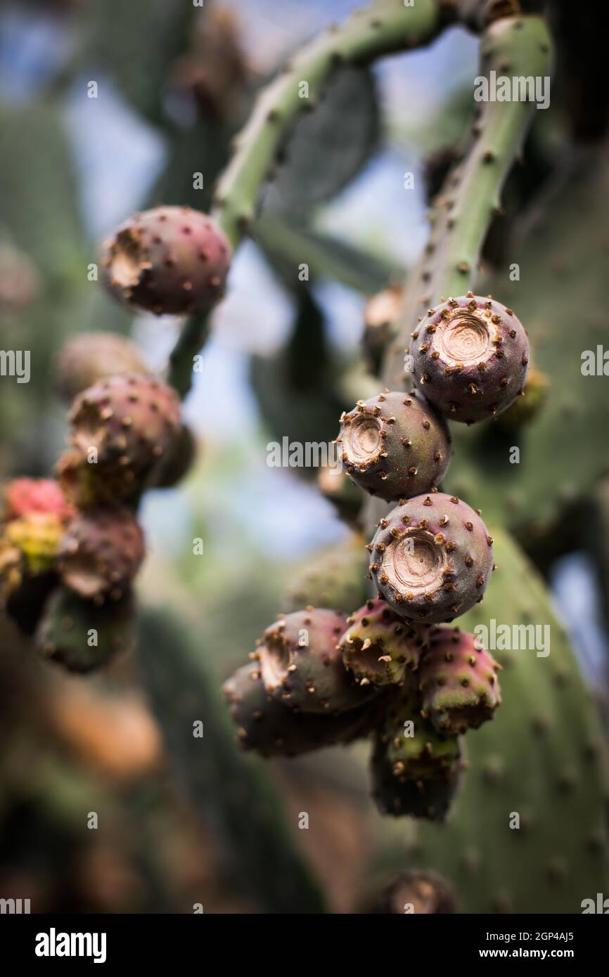 Close up photo of a green cactus fruits Stock Photo - Alamy