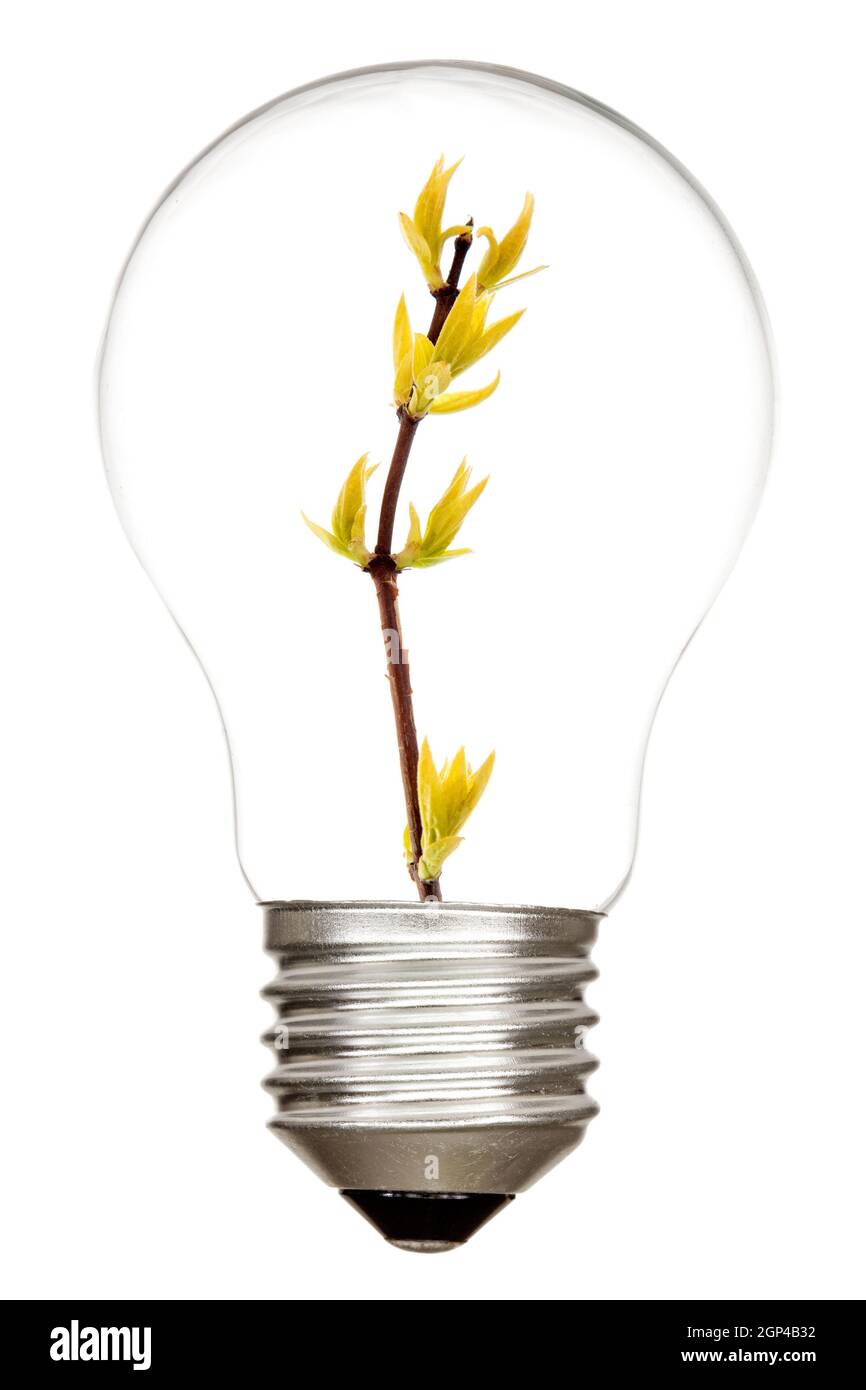 Light Bulb with sprout inside,isolated on white background Stock Photo ...