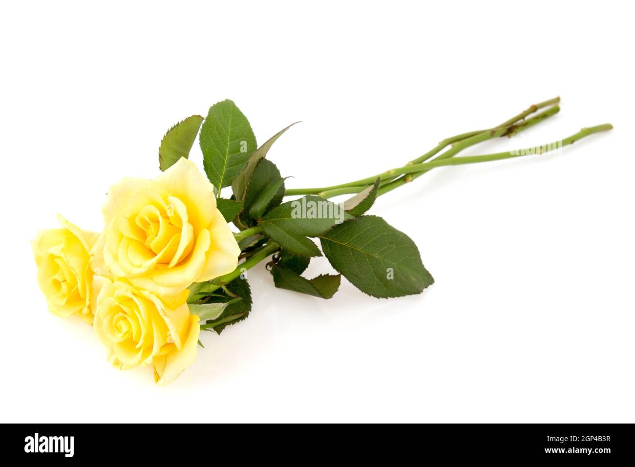 Three yellow roses lying on white background Stock Photo - Alamy